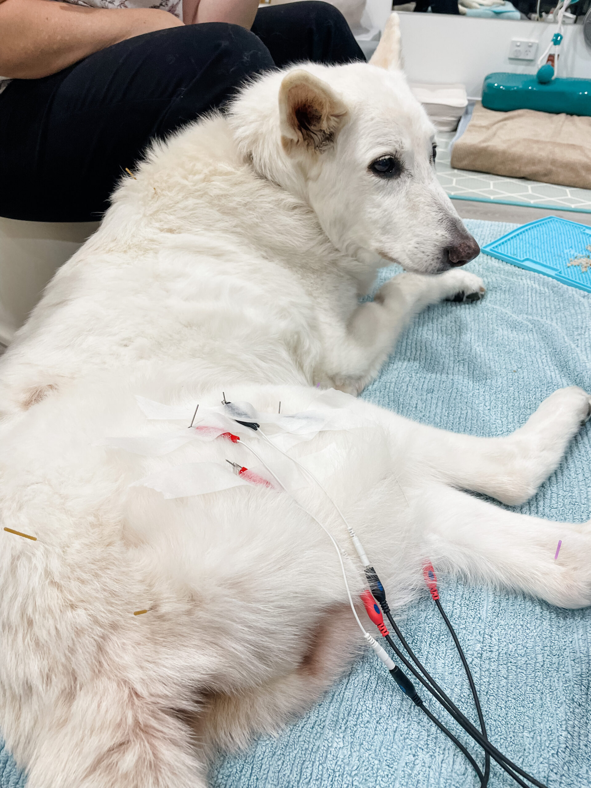 The Acupuncture Vet